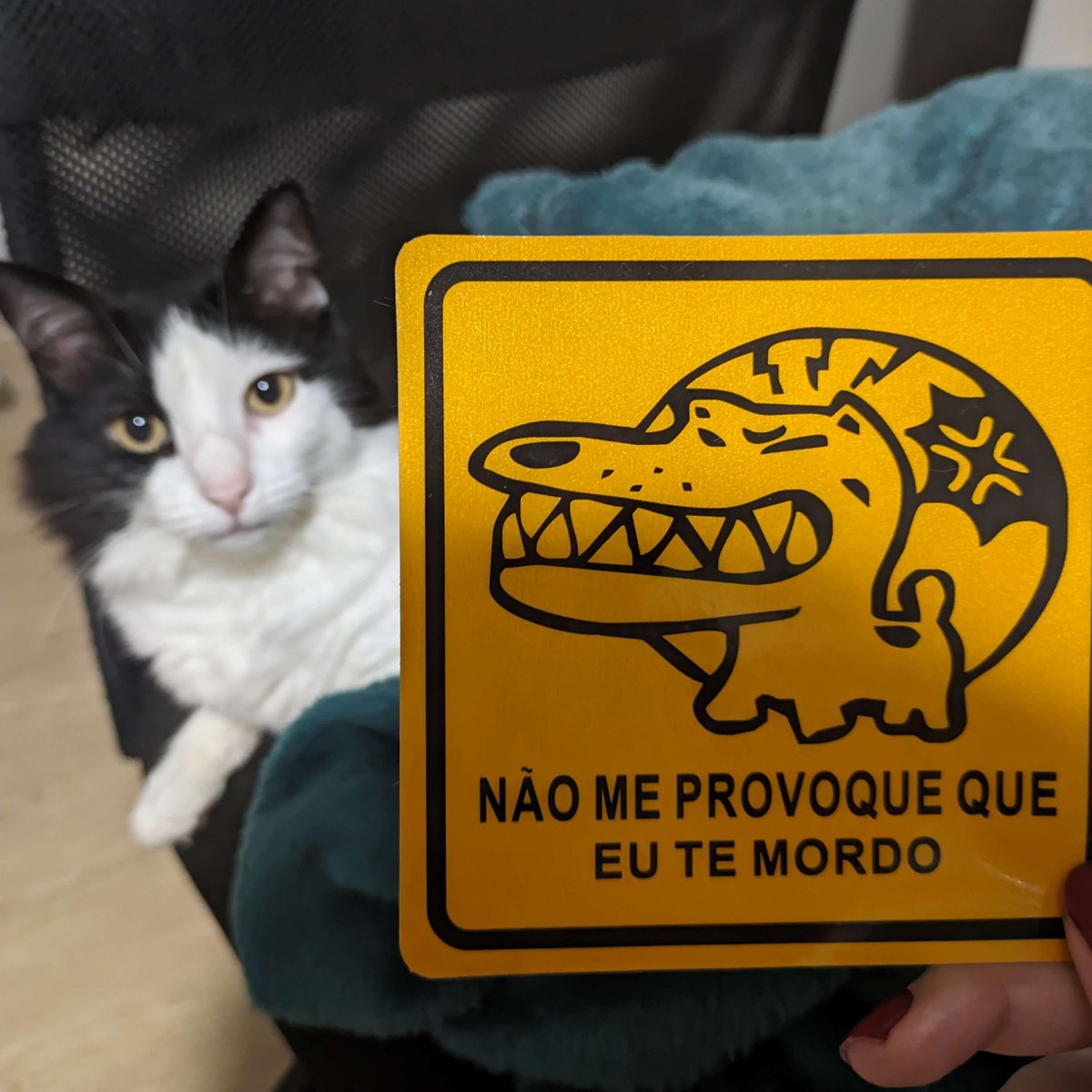 ocatg | comms OPEN! on Twitter: "não me provoque que eu te mordo"