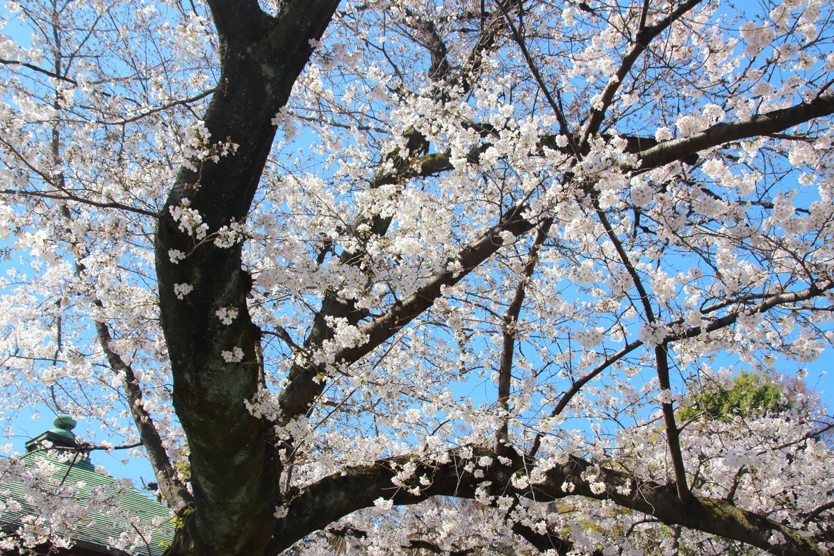 本庄敦(@atsu_hon) - Twilog (ツイログ)