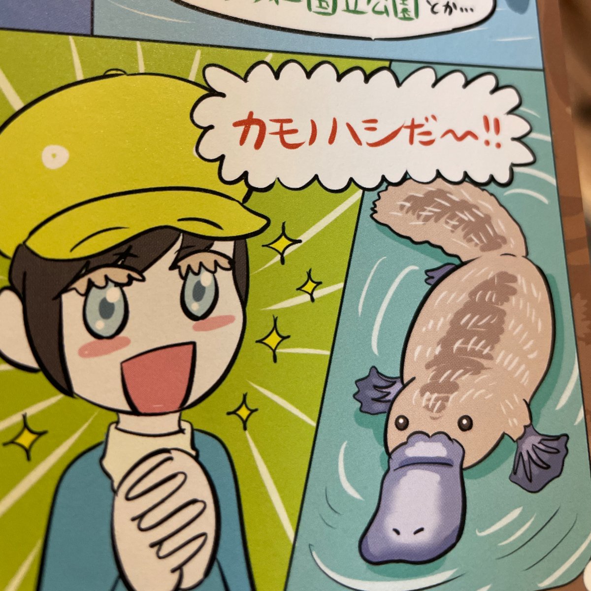 ぬまがさワタリ On Twitter カモノハシが見られなかったら半額返金してくれるほど高確率でカモノハシが見つかるケアンズのツアー行きたい。わらびも満足だろう
