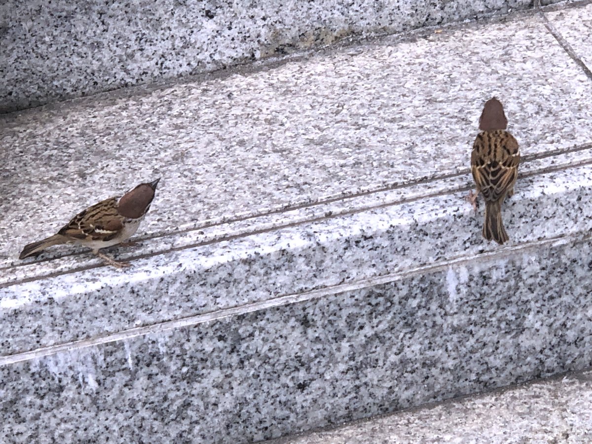 METEOR(@meteor_club) - Twilog (ツイログ)