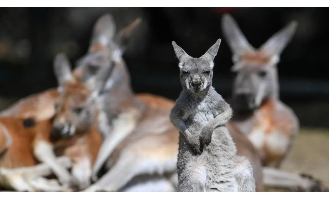 mühendisyen on Twitter: "Avustralya 5 milyon kangruyu itlaf ( öldürülecek) edilecek. Avustralya ...