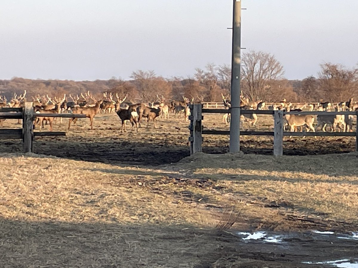 さきしま(@sakisima_k) - Twilog (ツイログ)