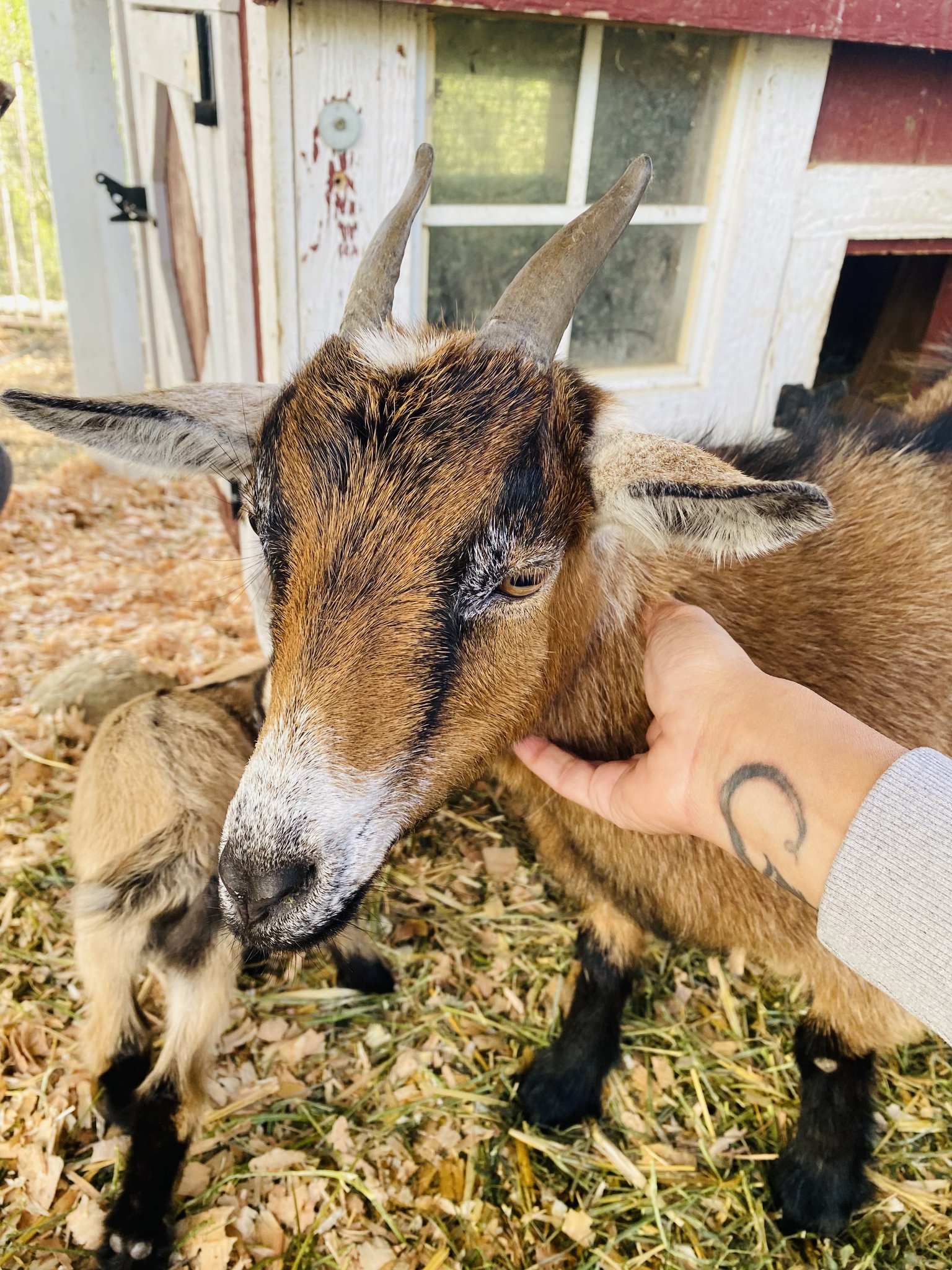 TW Pornstars - Dana Vespoli. Twitter. Susan Goat says hi. 8:00 PM - 27 ...