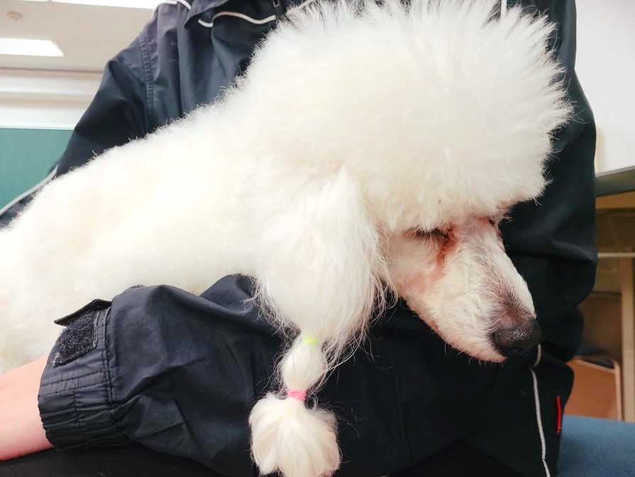 河原アイペットワールド専門学校【公式】(@aipet_kawahara) - Twilog