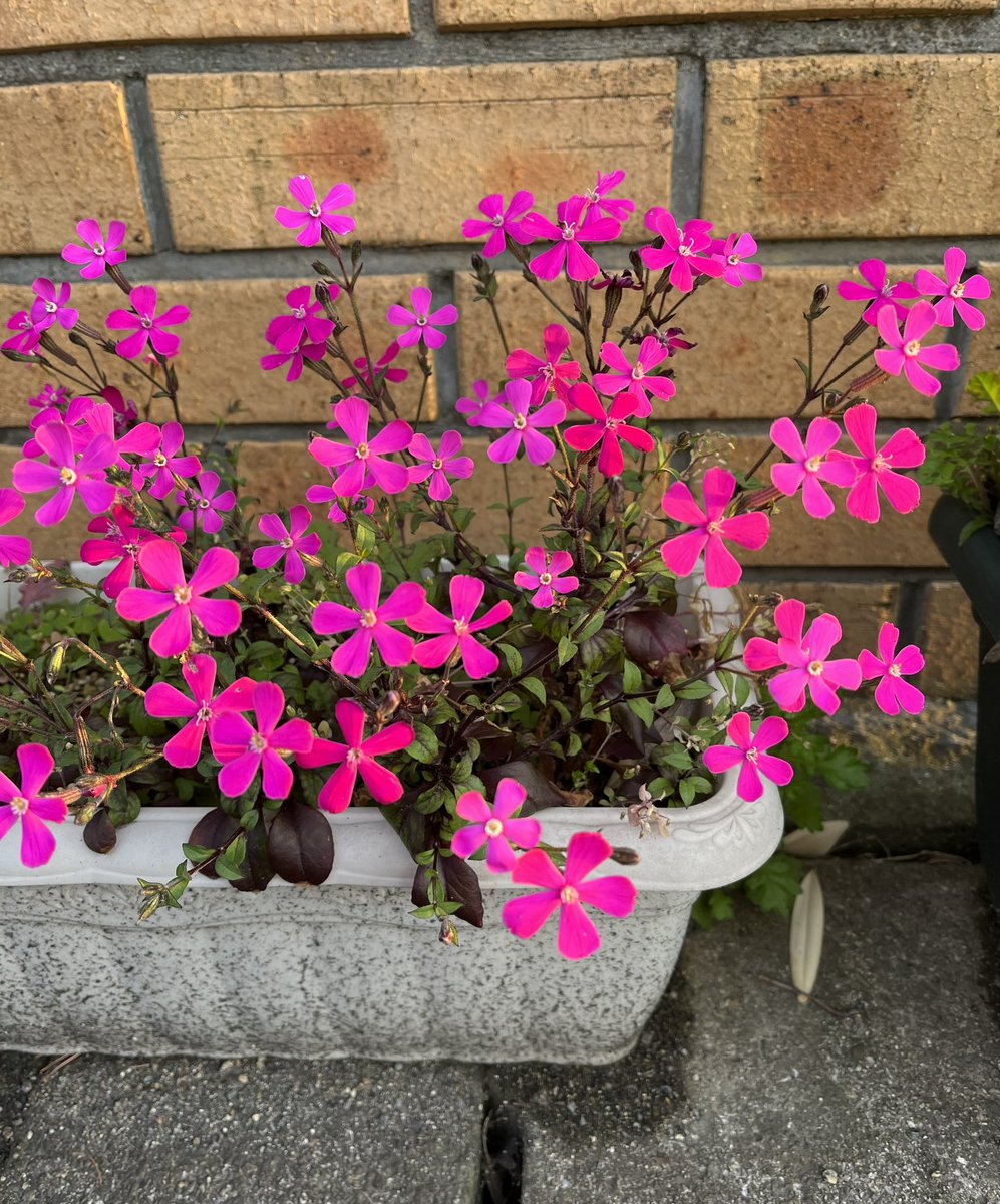 翻訳会社テクノ・プロ・ジャパン | Techno Pro Japan, Inc. | TPJ(@TechnoProJapan) - Twilog