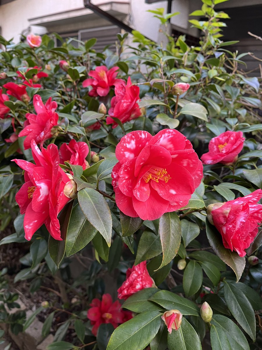 翻訳会社テクノ・プロ・ジャパン | Techno Pro Japan, Inc. | TPJ(@TechnoProJapan) - Twilog