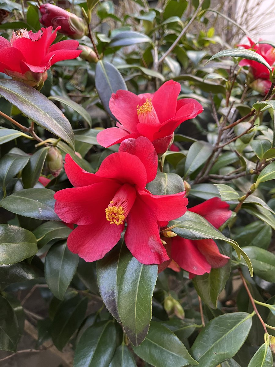 翻訳会社テクノ・プロ・ジャパン | Techno Pro Japan, Inc. | TPJ(@TechnoProJapan) - Twilog