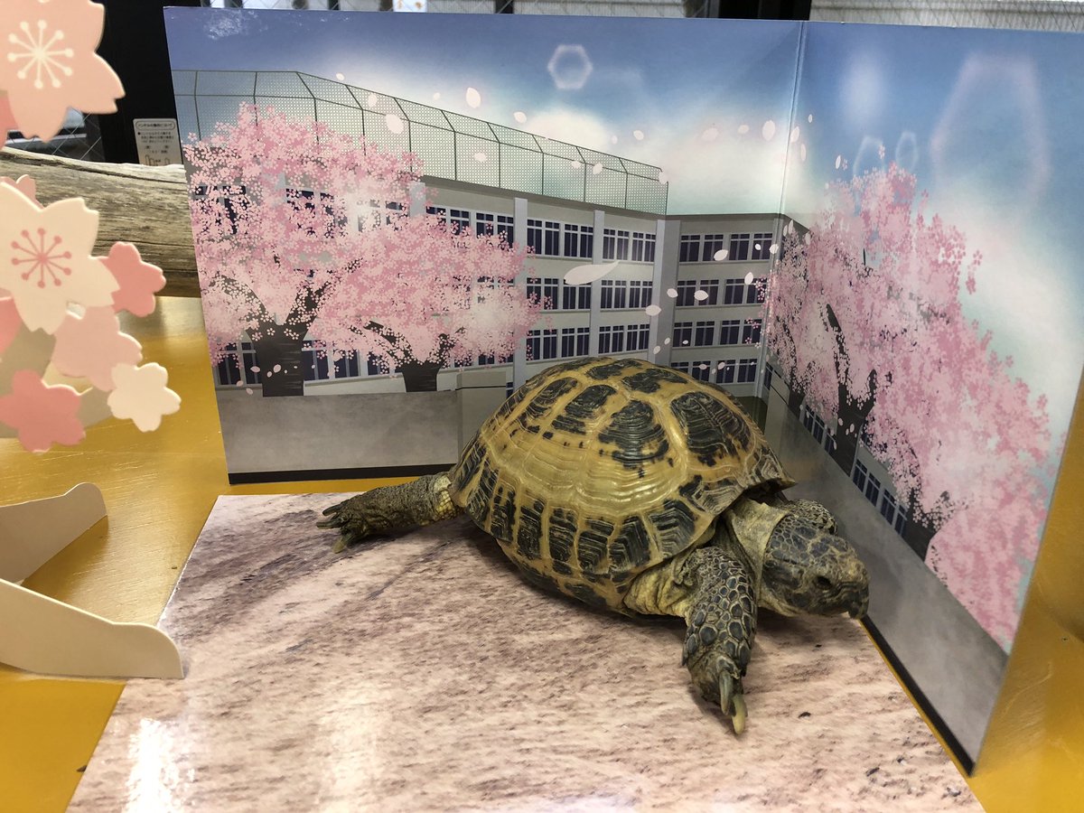 【公式】TCA東京ECO動物海洋専門学校 on Twitter: "桜が咲いた🌸もうすぐ新入生がやってくる🏫👧👦みんなで待ってるよ🎶 #tcaeco #tca東京eco動物海洋専門学校 #新入 ...