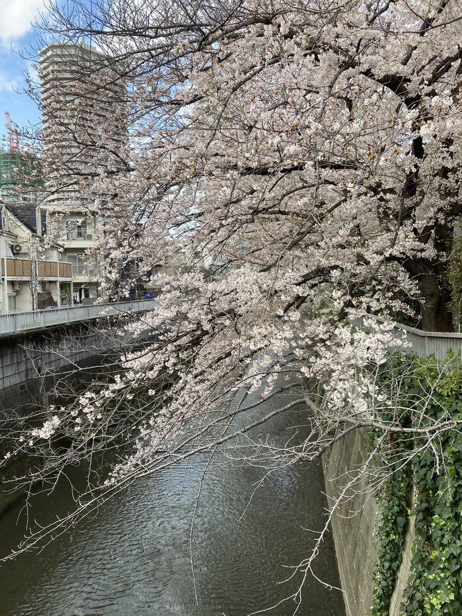 ゾルタン犬＠9/10文フリ大阪K20(@zoltandogs) - Twilog