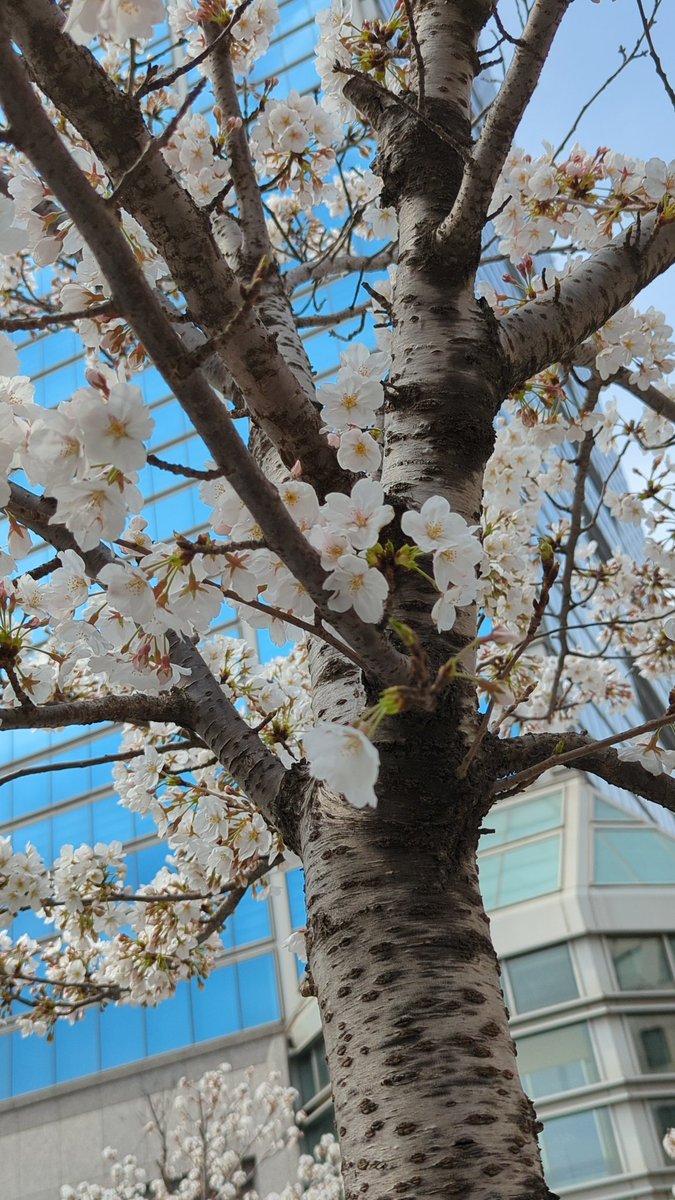 Chubbyninja Victoria Cheng on Twitter: "Korea VCT still working during off day things. Still ...