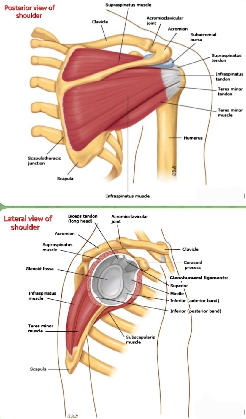Shoulder Joint Posterior View