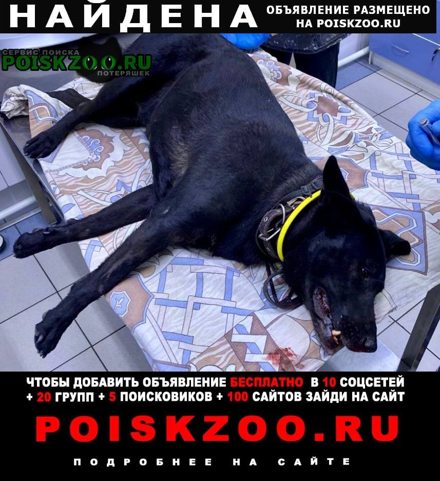 POISKZOO.RU™ on Twitter: "Найдена собака, чёрная девочка Котельники Подробнее по ссылке: https ...