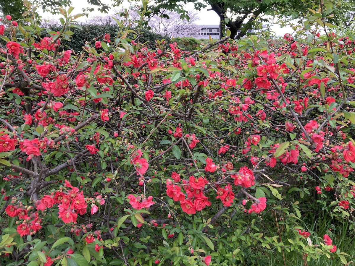 Aki Takeuchi(@noelsora) - Twilog (ツイログ)