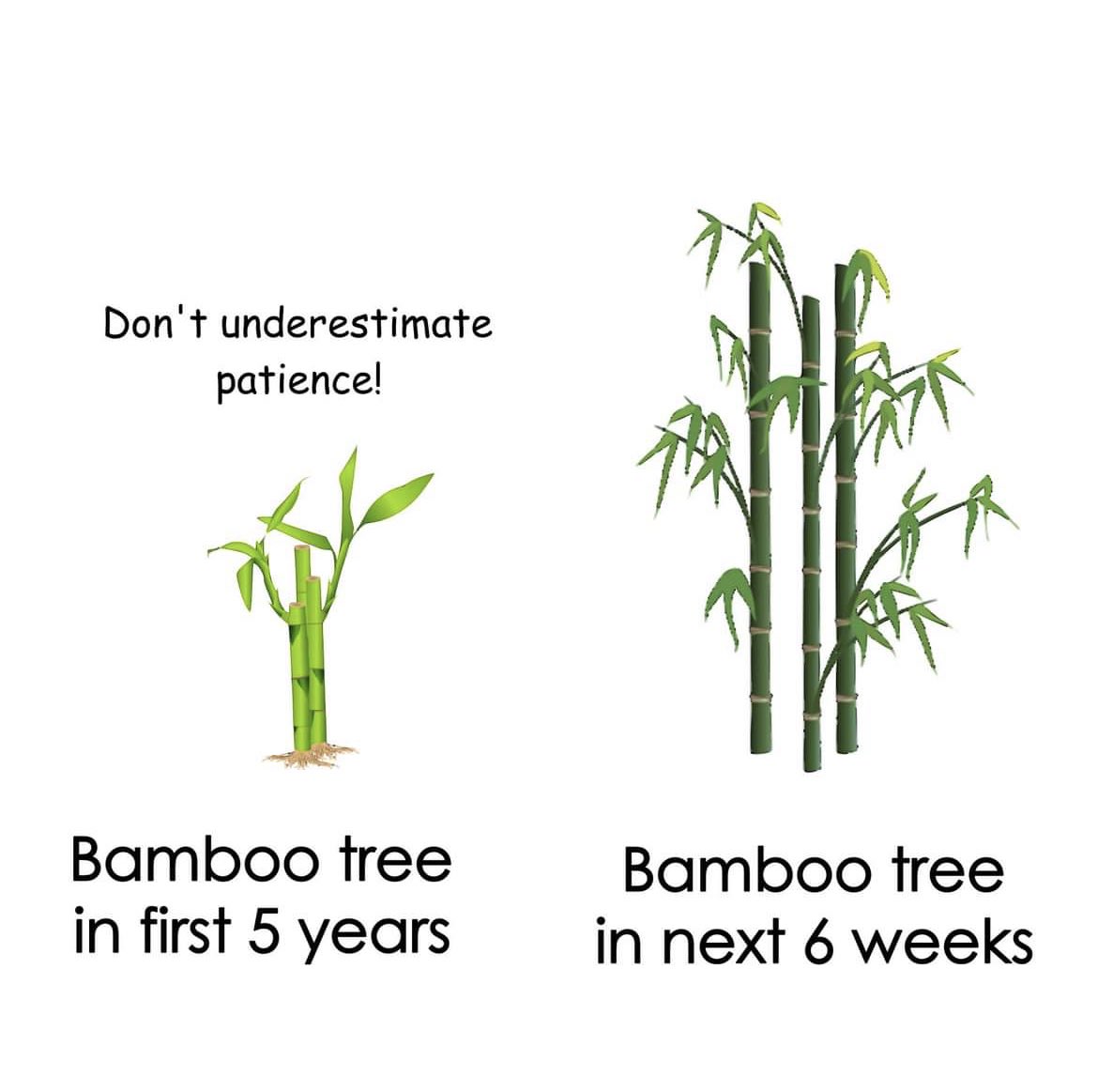 Bamboo 5 Years