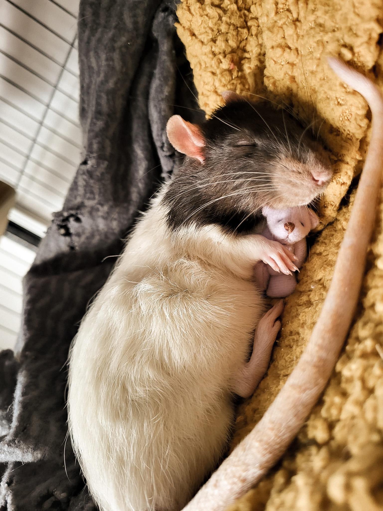 Dumbo Rats With Teddy Bear