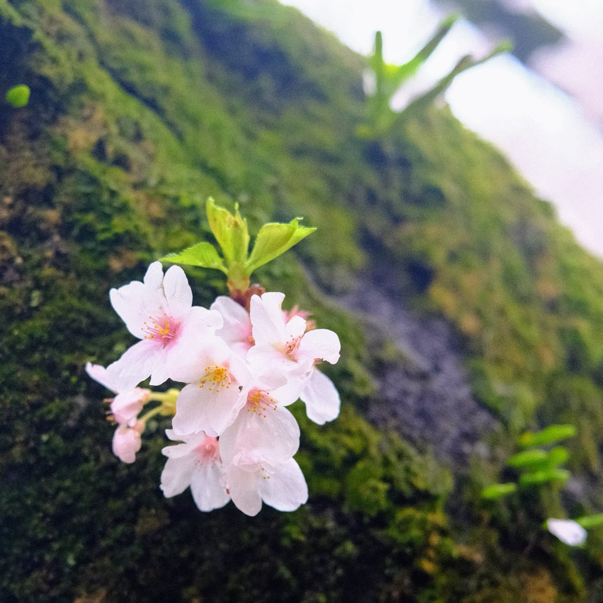 翻訳会社テクノ・プロ・ジャパン | Techno Pro Japan, Inc. | TPJ(@TechnoProJapan) - Twilog