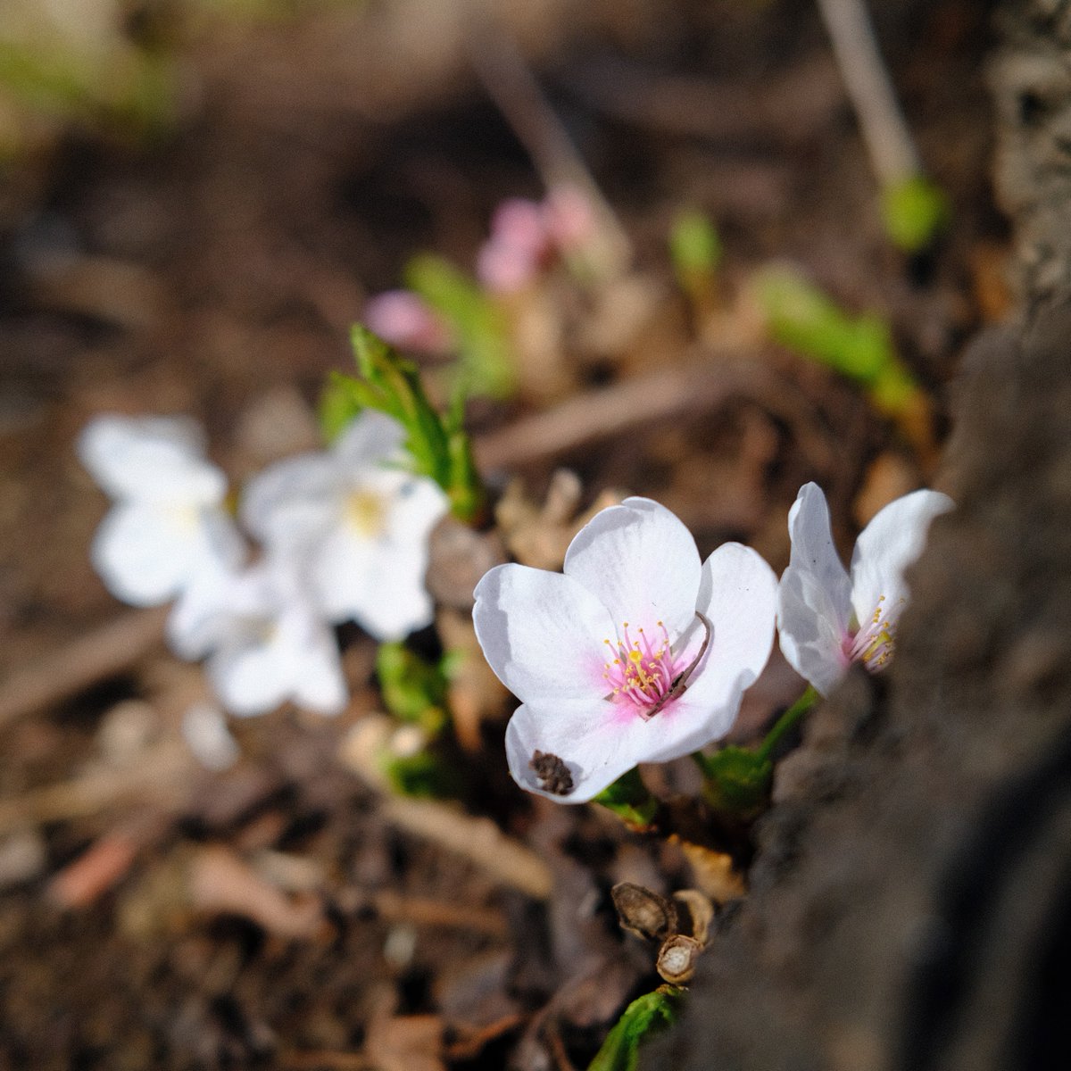 翻訳会社テクノ・プロ・ジャパン | Techno Pro Japan, Inc. | TPJ(@TechnoProJapan) - Twilog