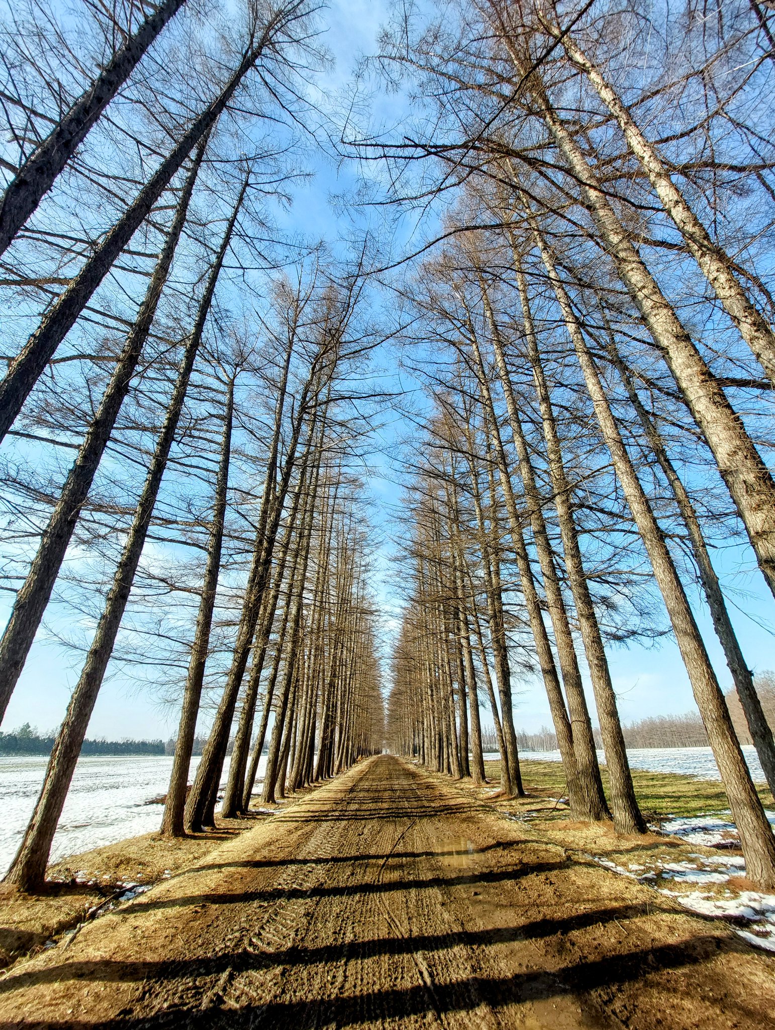 PREZO（プレゾ） on Twitter: "#PREZOフォトライター、再び帯広に来ています😊 “#稲田カラマツ防風林”に立ち寄りました🌲 全長420m、まっすぐに並ぶカラマツの風景が絵に ...