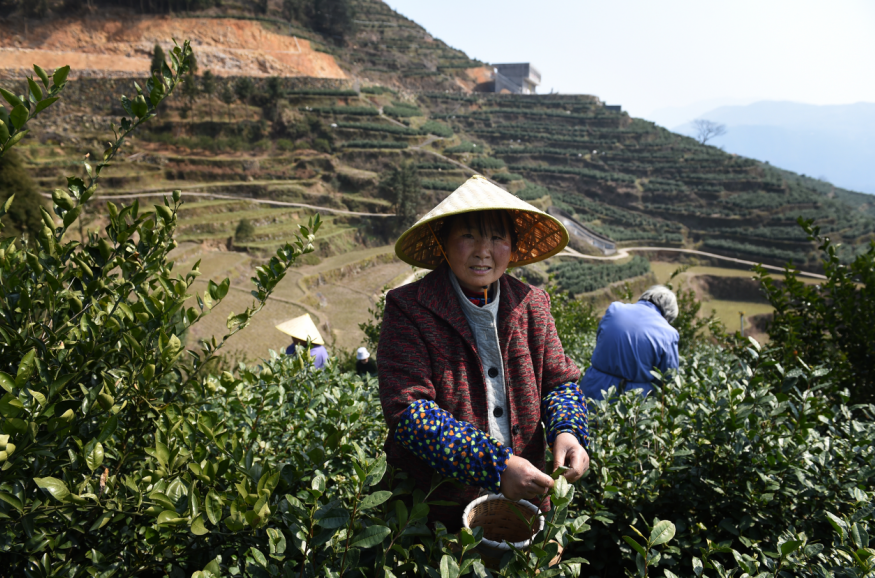 Ruian, China on Twitter: "Cheers to Ruian Gaolou town's thriving #tea industry! With vast tea ...