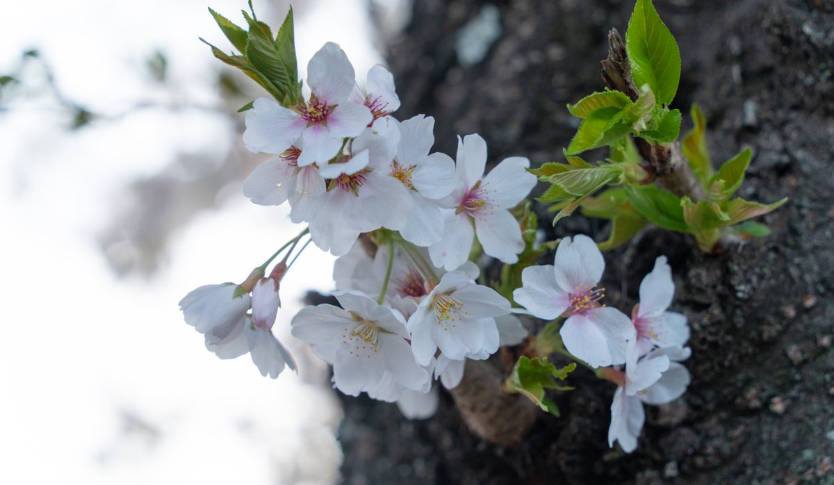 MokuSaku(@mokusakurock) - Twilog