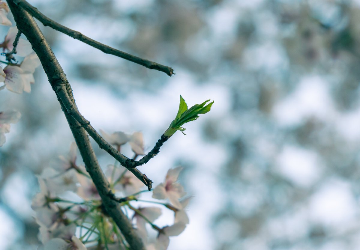 MokuSaku(@mokusakurock) - Twilog