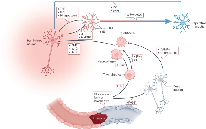 Nature Rev Neurosci on Twitter: Nature Rev Neurosci on Twitter:
