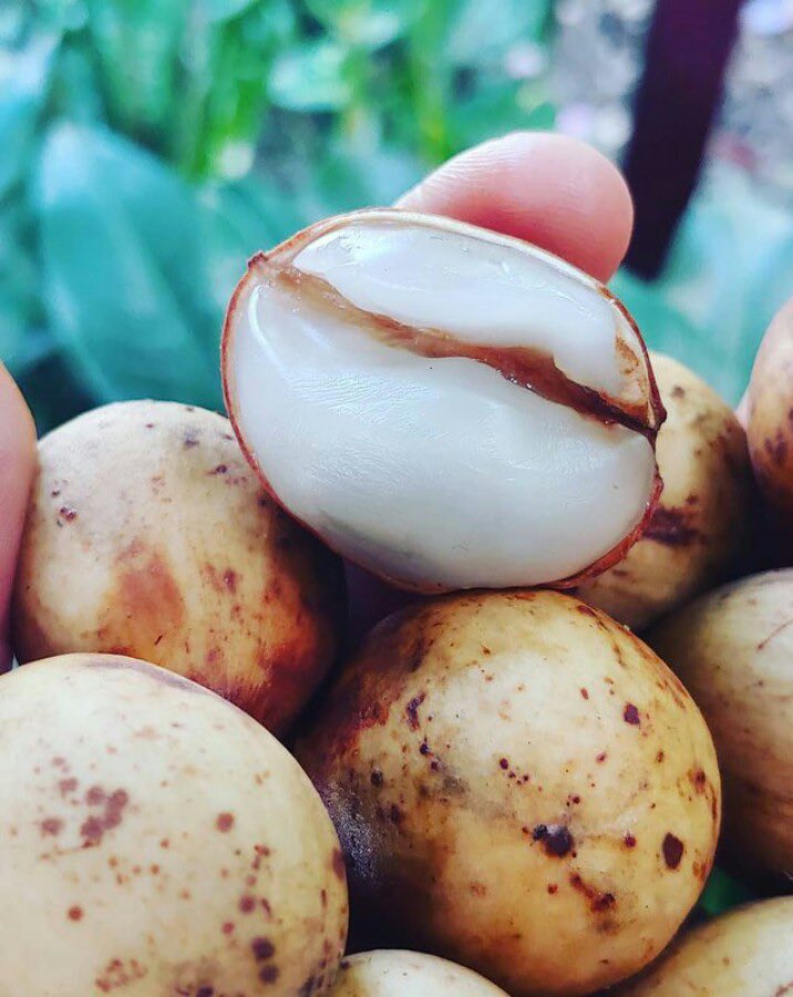 12 Rare Indian Fruits That Will Amaze You With Their Uniqueness 1. Star ...