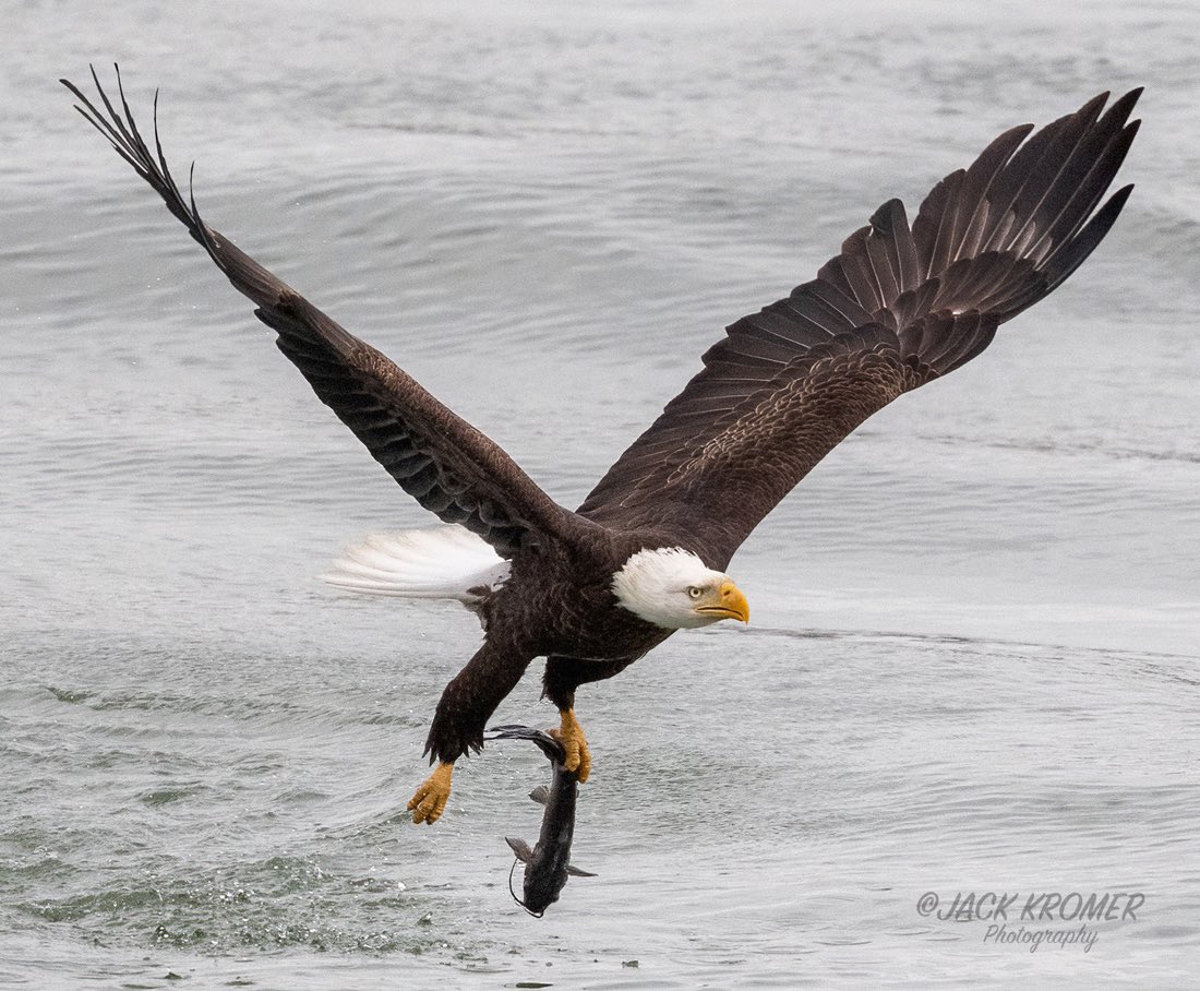 Jack Kromer on Twitter: "Bald Eagle with a fish at Conowingo Dam March ...