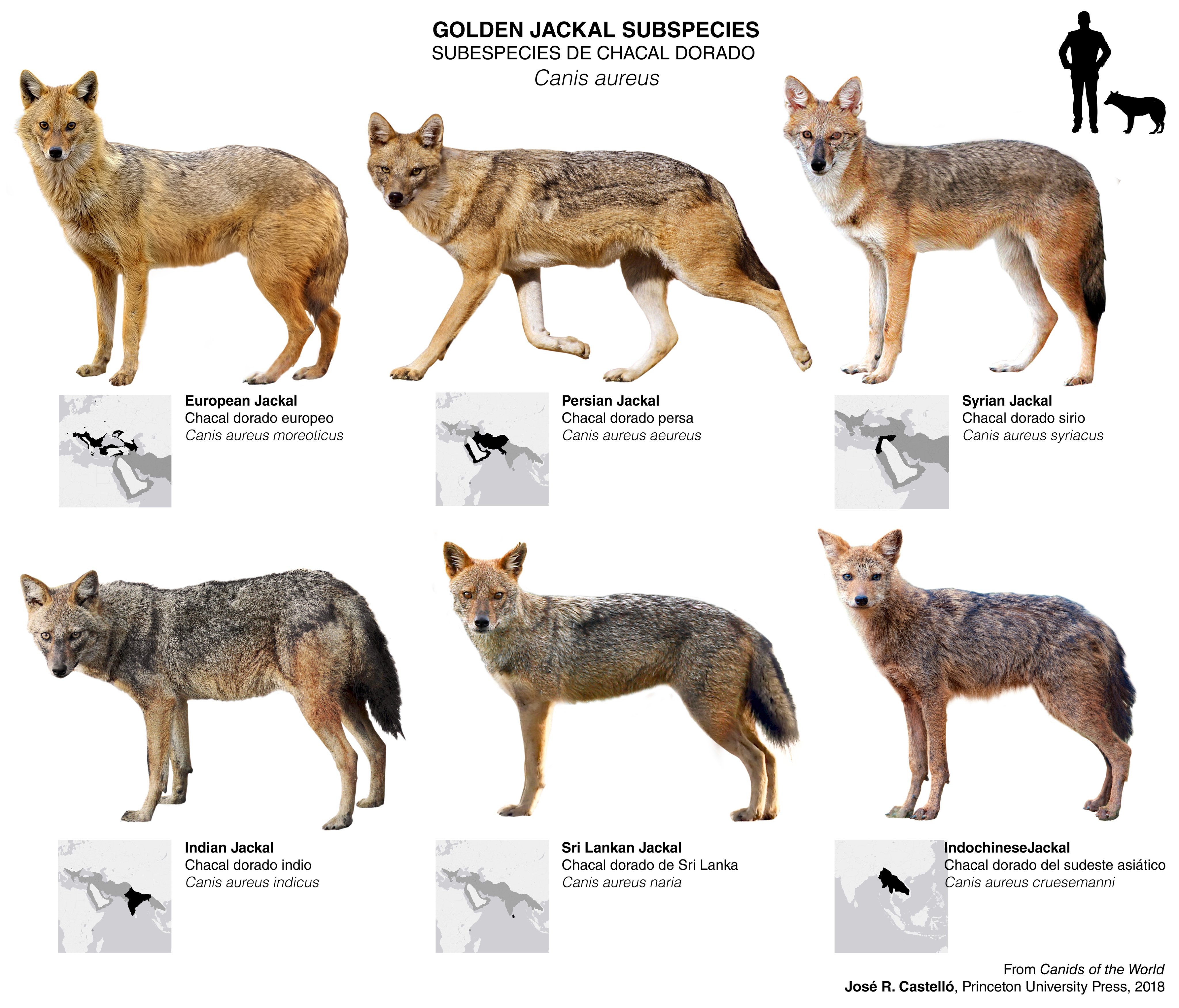 Golden Jackal