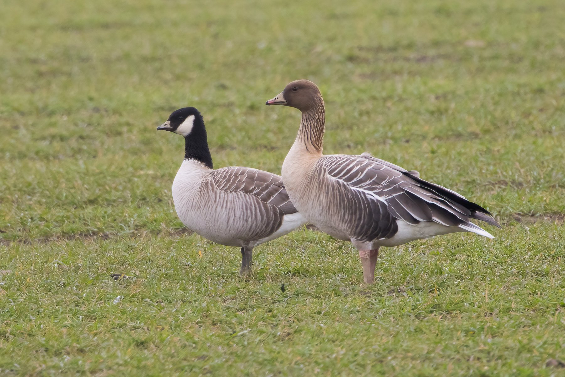 Lee Evans (LGRE) - the official account on Twitter: "RT @Yellowbrow: The Cackling Goose was ...
