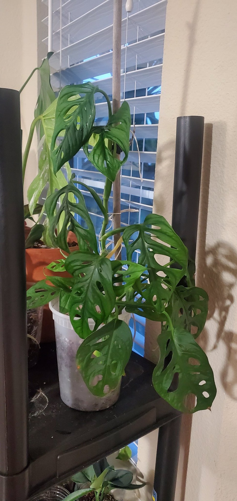 TW Pornstars - 2 pic. 🍊🌸 Jenny @ TRAFALGAR LAW SIMP 🌸🍊. Twitter. (っ˘ω˘ς ...