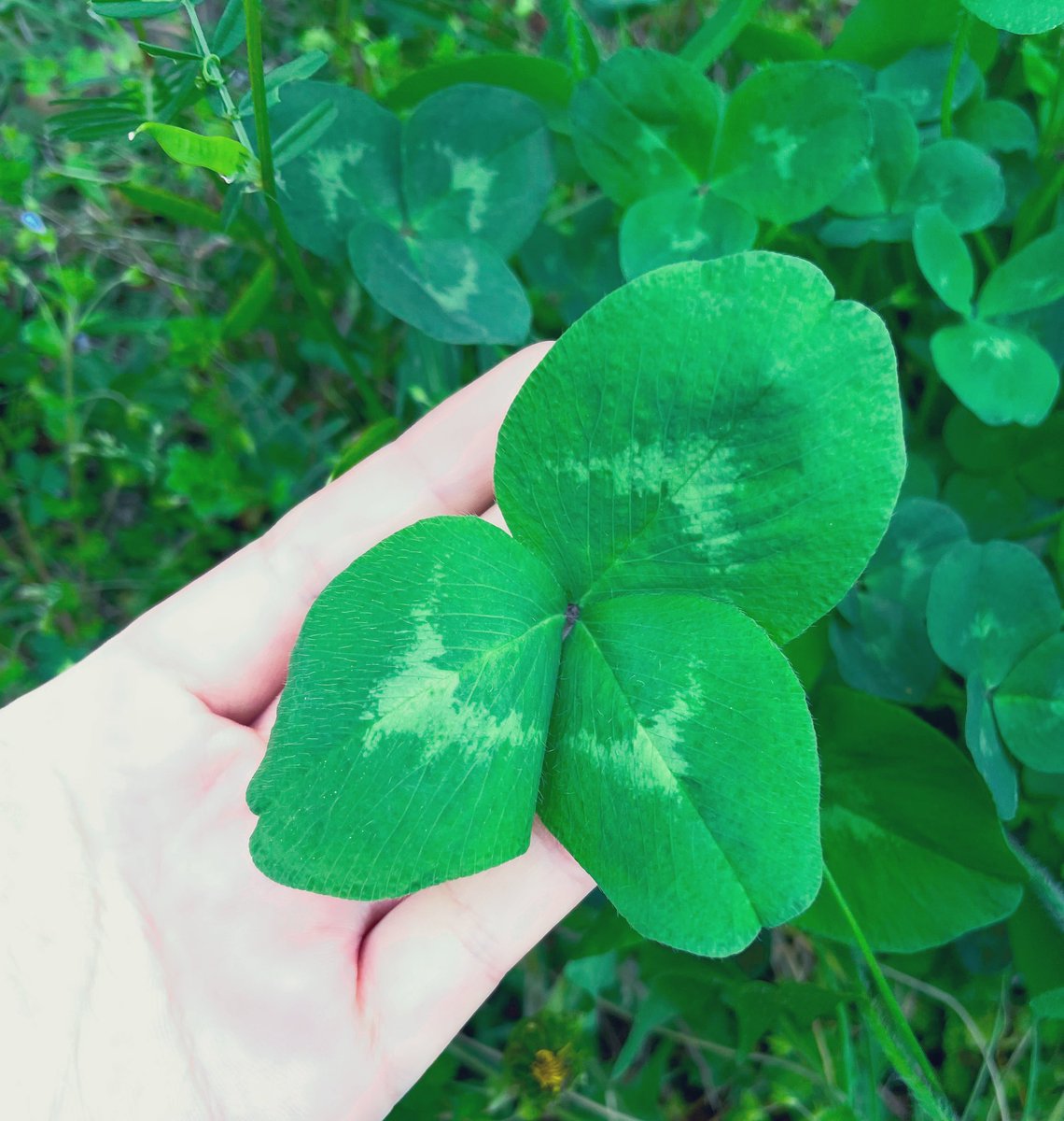 Mujifa(むじふぁ)のSNS(ブログ / X) | WEBザテレビジョン