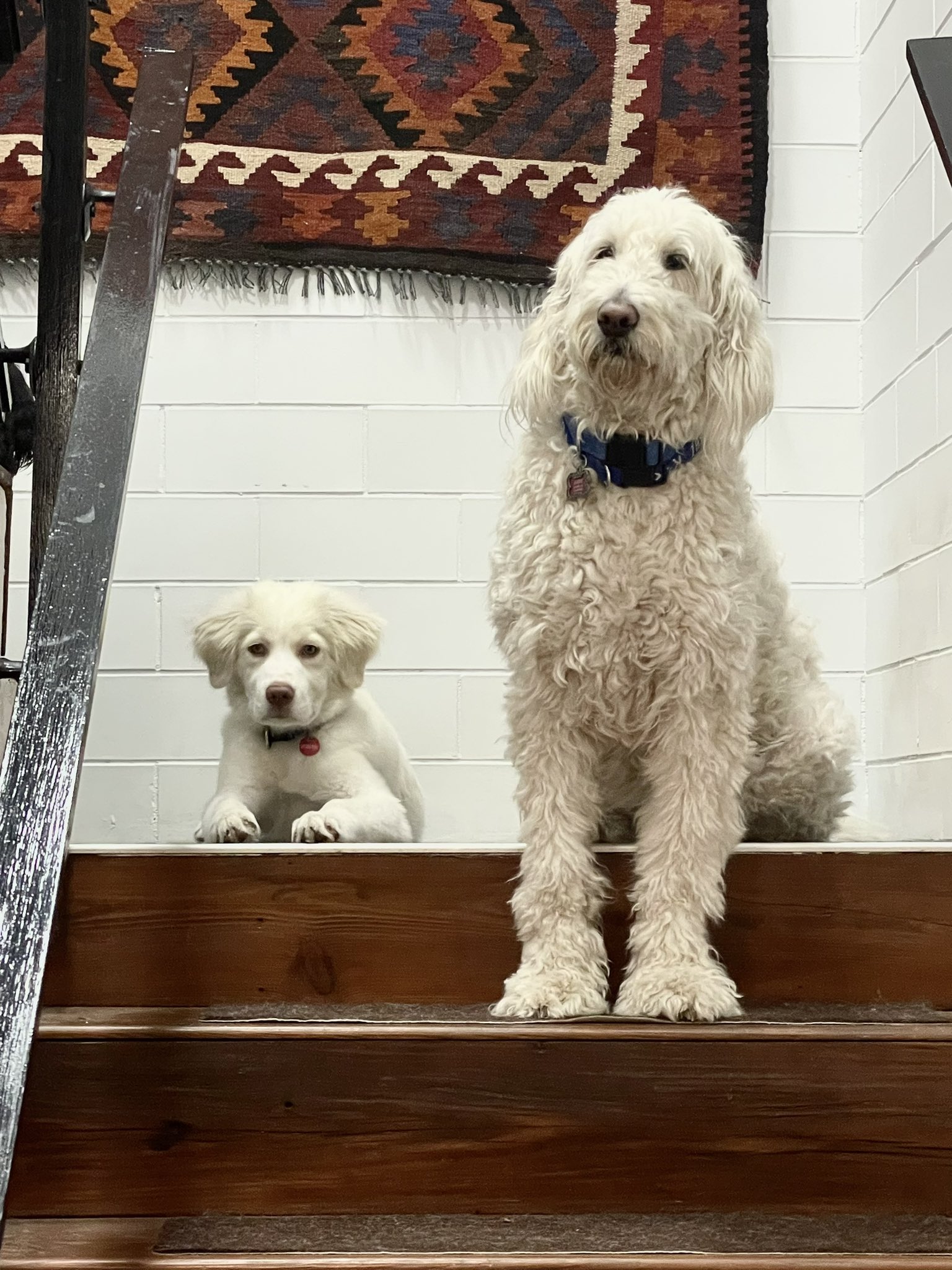 Standard Poodle Pitbull Mix