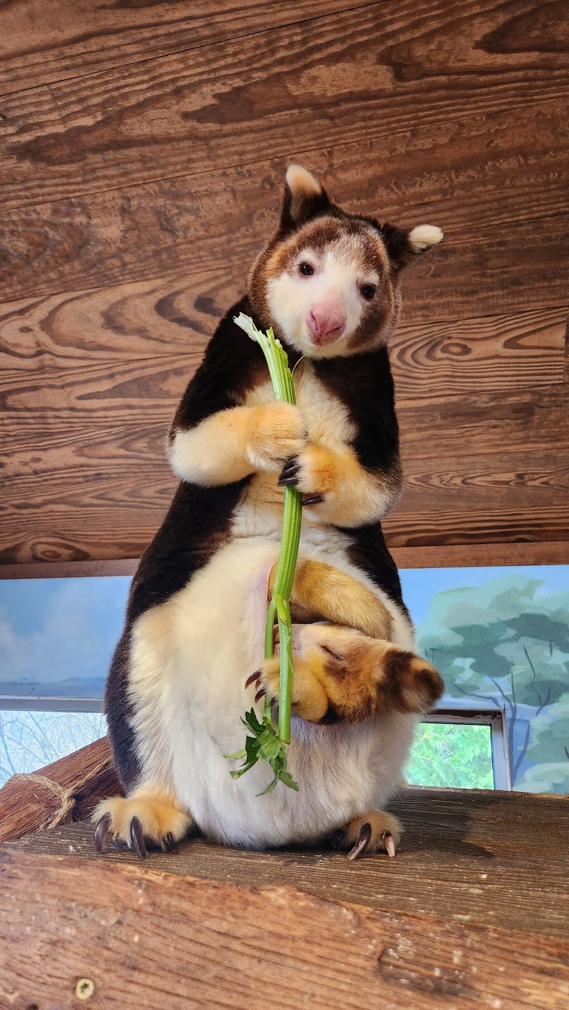 Matschies Tree Kangaroo Joey