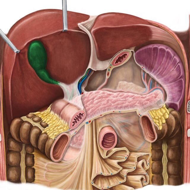 🍐 Gallbladder Flush 🍐 - Thread from Peyton Elroy @PeytonElroy - Rattibha
