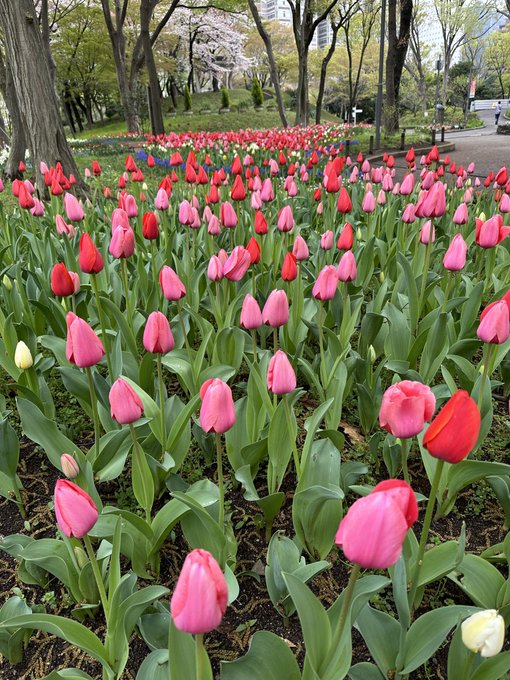 koichi fujikawa(@fuji_iiotoko) - Twilog