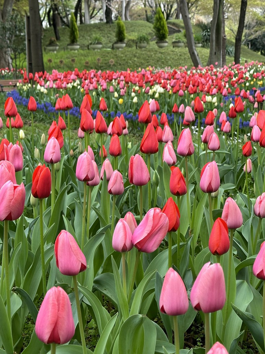 koichi fujikawa(@fuji_iiotoko) - Twilog (ツイログ)