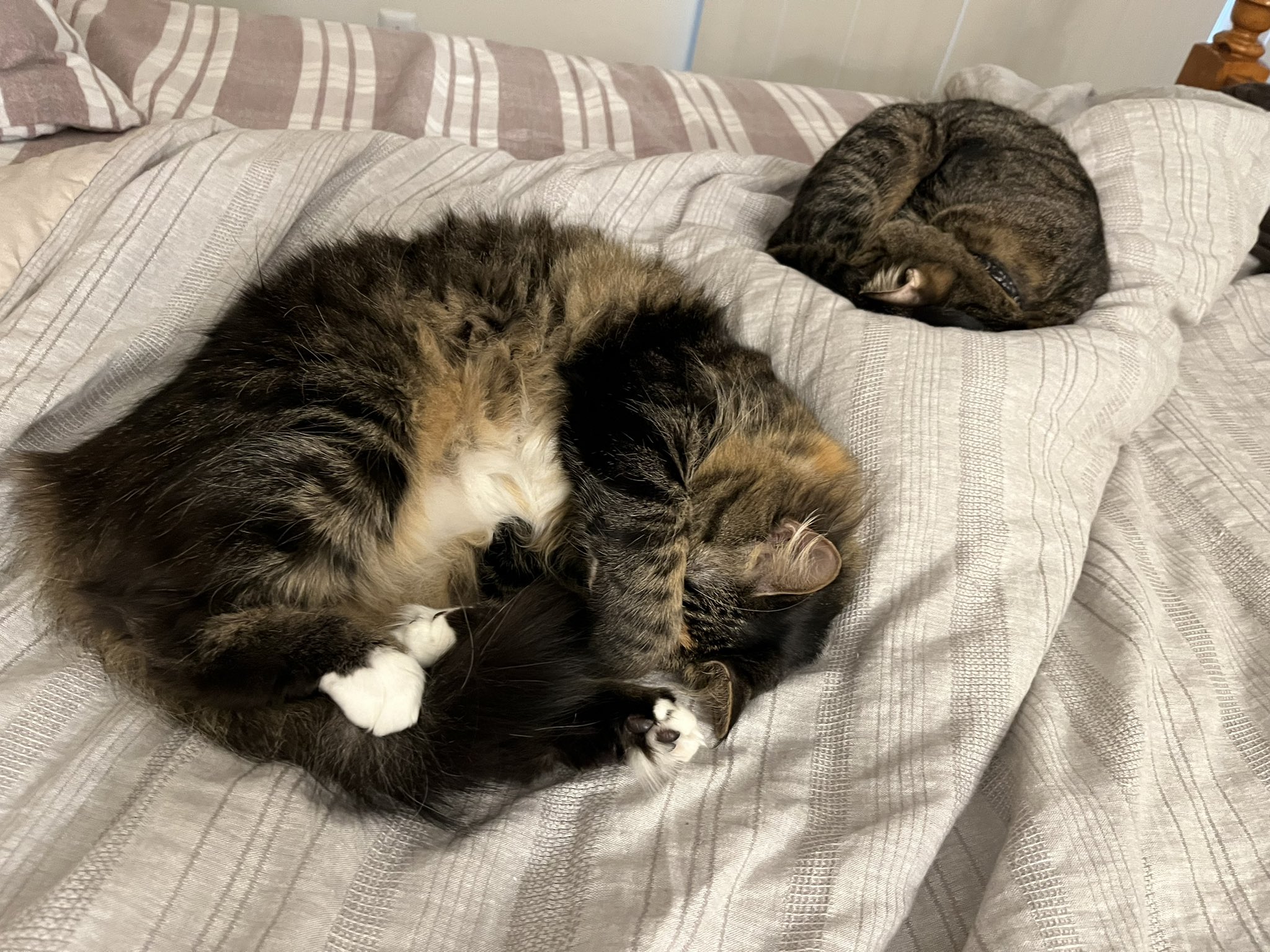 Emily on Twitter: "@ShouldHaveCat Pondering my orbs https://t.co/dJEYXqSx9Q" / Twitter