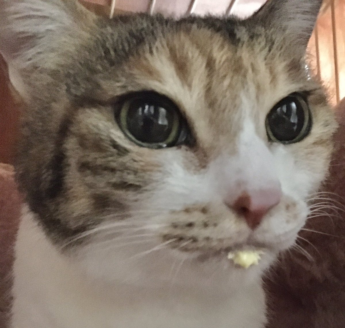 なかのひと的な2 On Twitter 作りたてのカスタードを夢中で一気に舐め尽くした直後の三毛さん。