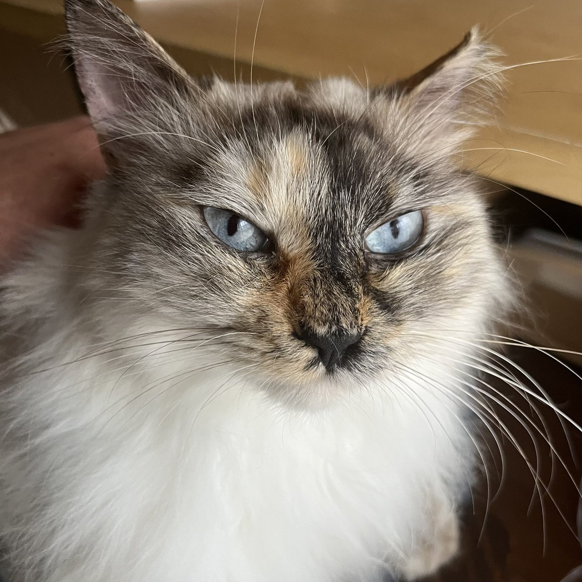 Satoshi Kojima(@skoji) - Twilog