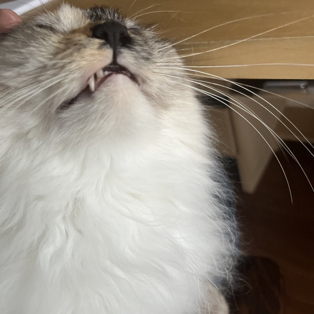 Satoshi Kojima(@skoji) - Twilog