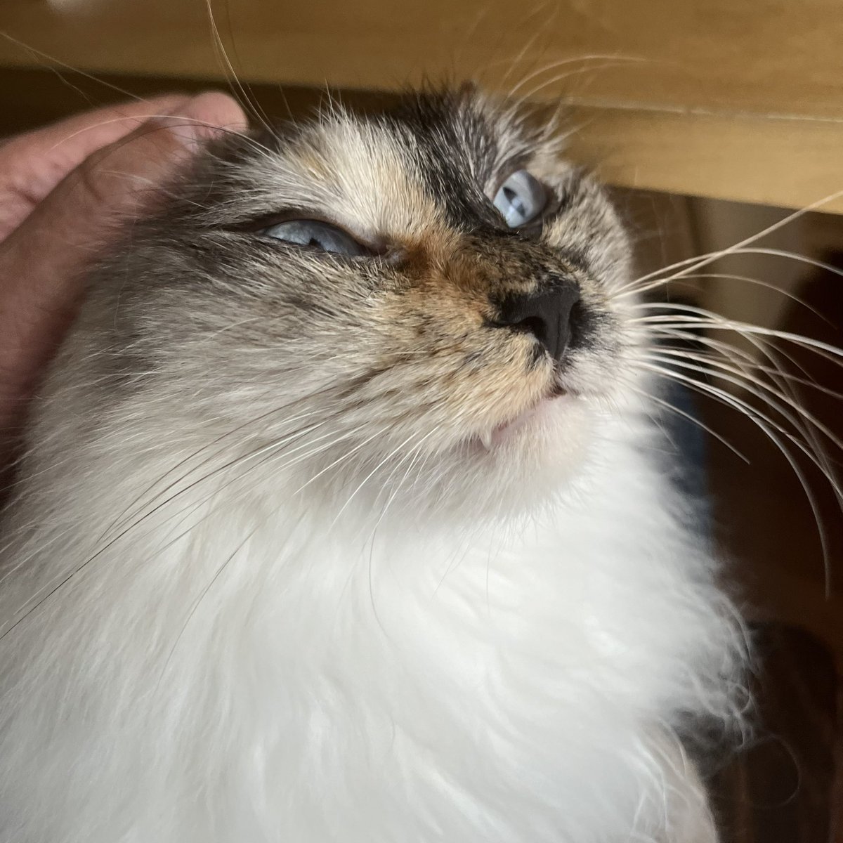 Satoshi Kojima(@skoji) - Twilog