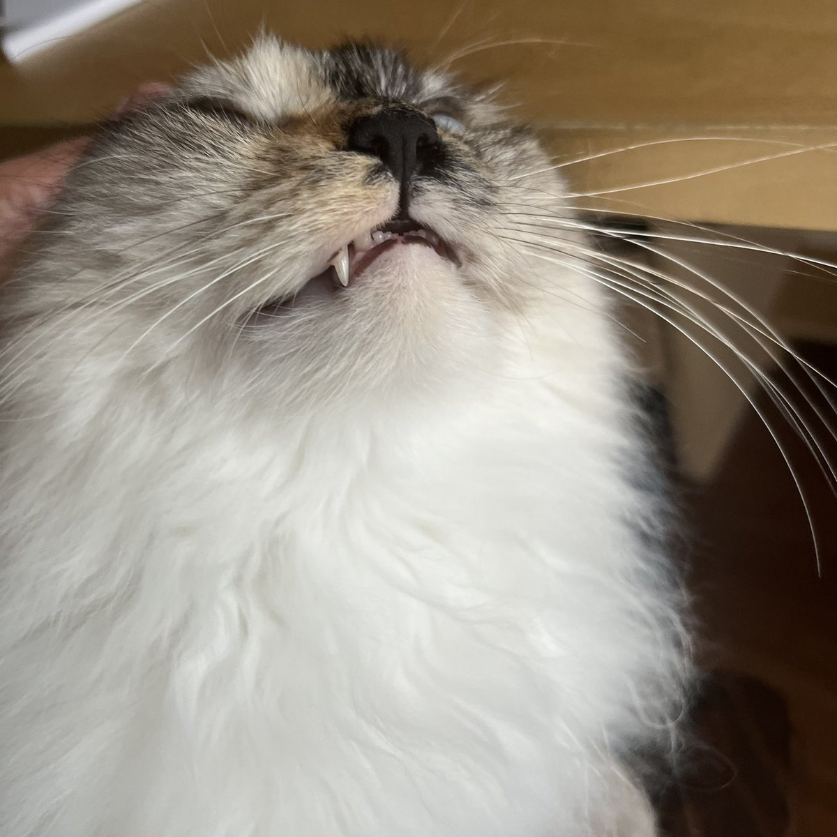 Satoshi Kojima(@skoji) - Twilog