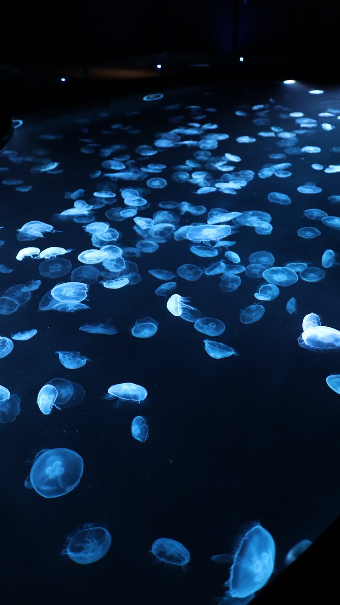 オタク(@Ko_Suke_marill) - Twilog