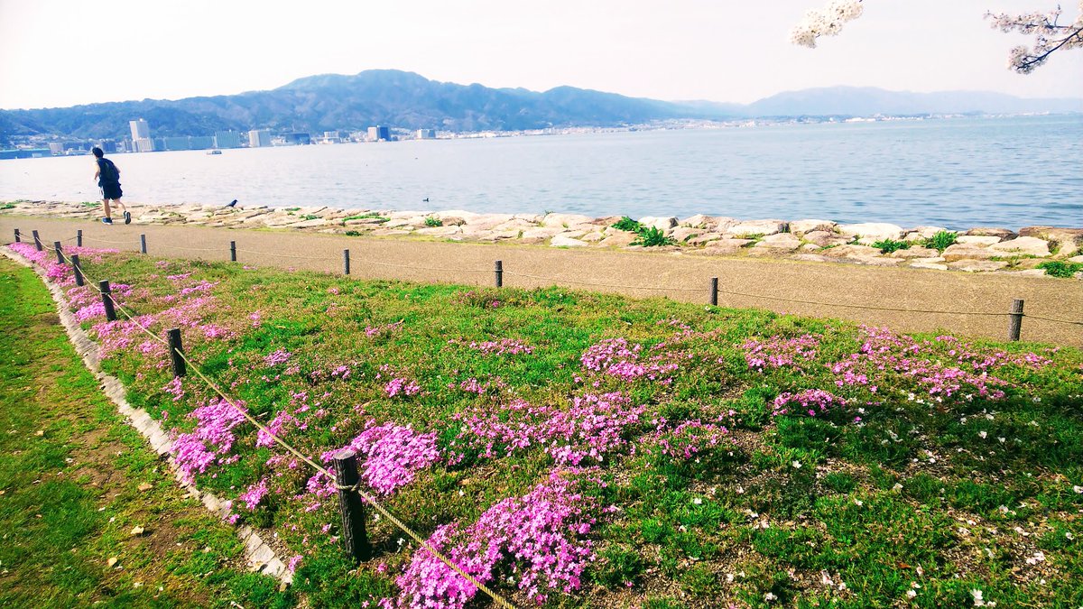 目で確認現場主義 On Twitter びわ湖大津、ブリンス周辺🌸と芝桜②の②。毎年桜が終って芝桜が咲くのだが今年は早く花が咲いている、右下本日3月30日のグリーンの車両瀬田鉄橋、桜咲く