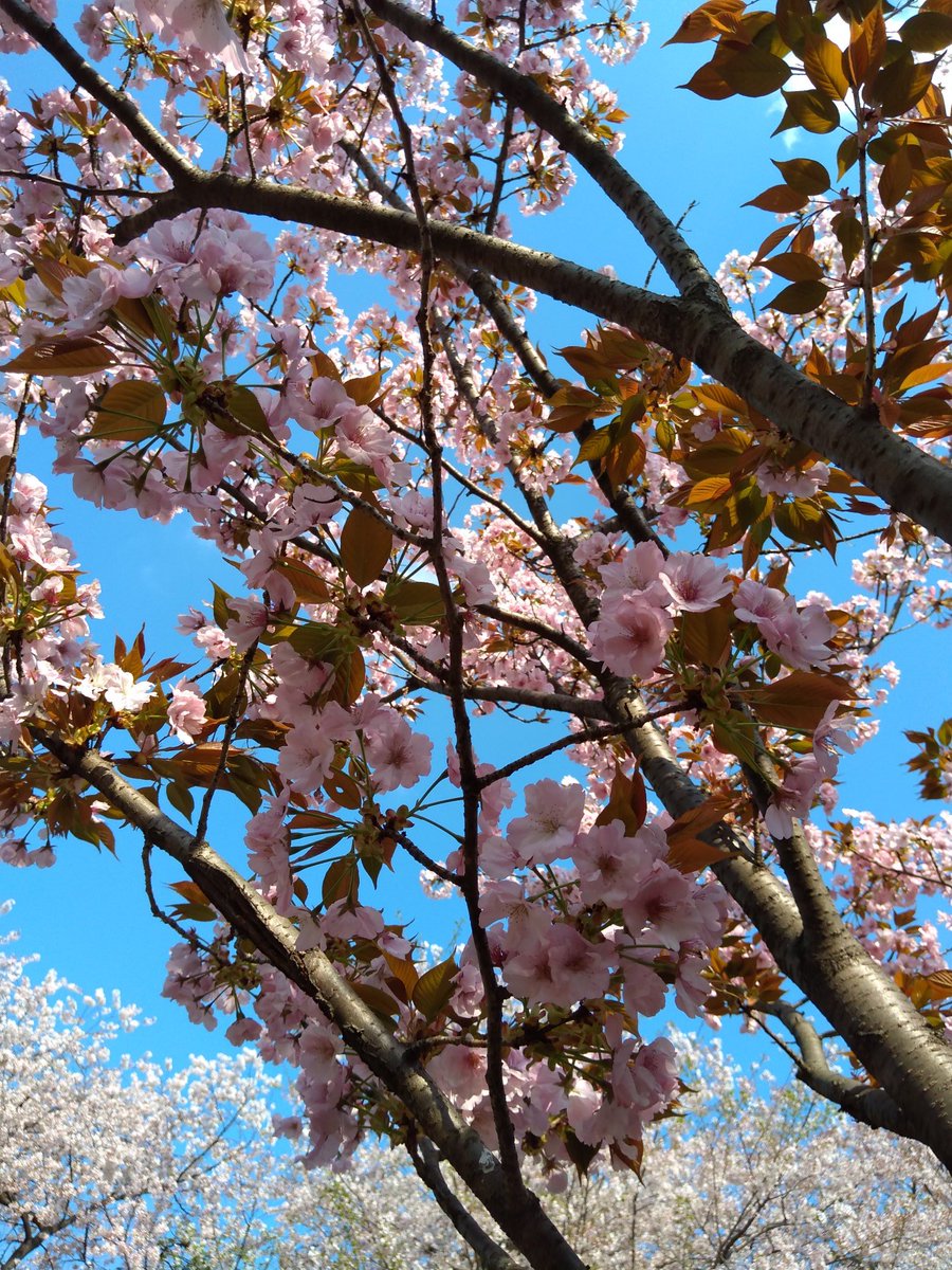 りをこ(@opusto) - Twilog (ツイログ)