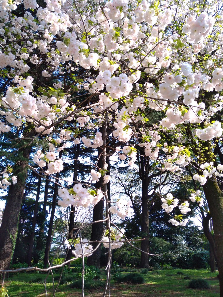 りをこ(@opusto) - Twilog (ツイログ)