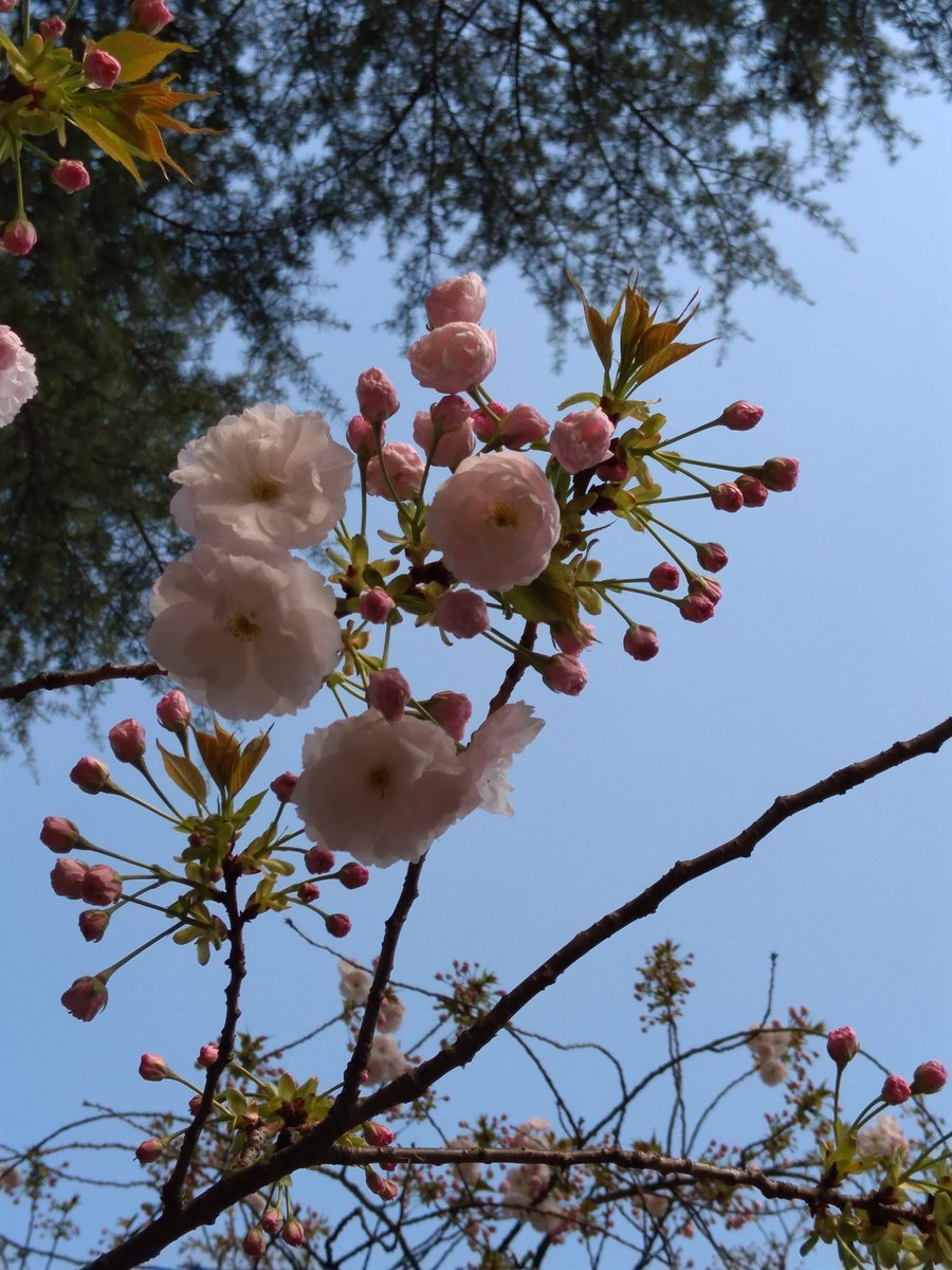 りをこ(@opusto) - Twilog