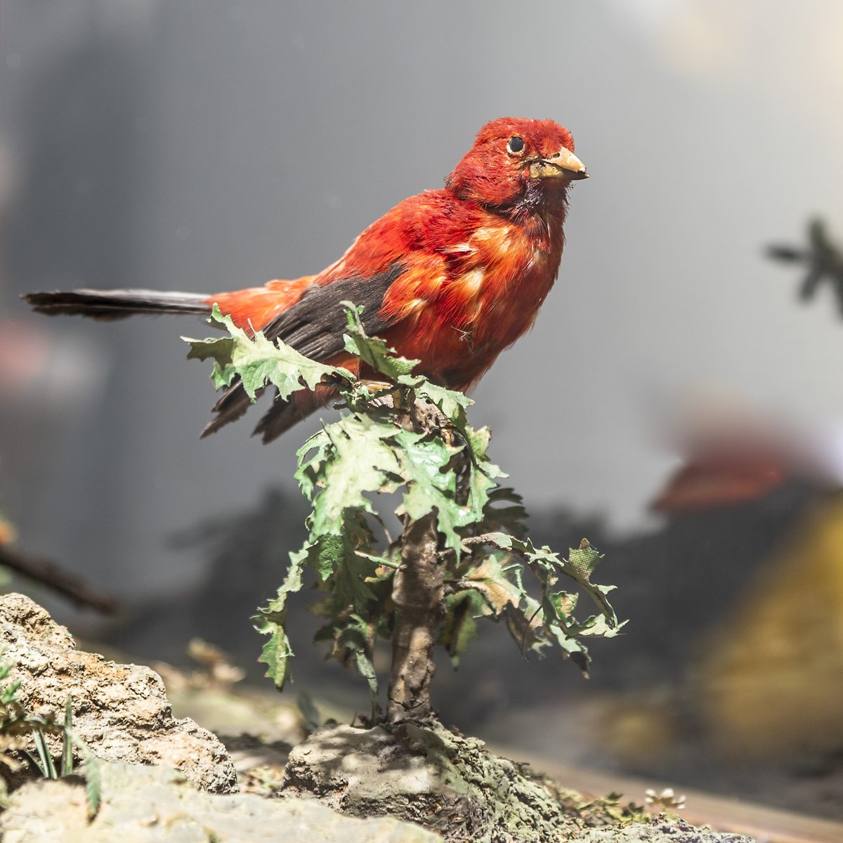 Deutsches Museum on Twitter: "#mayweintroduce After a long time in the depot the singing bird ...