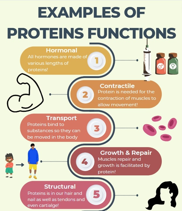 The Ultimate Guide To High Protein Meal Prep Ninjathlete